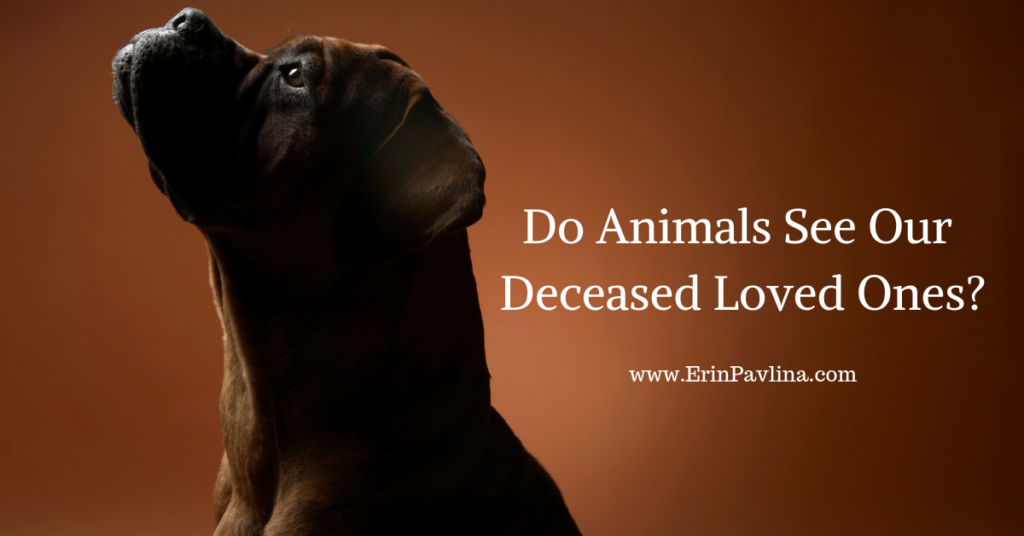 Do Animals See Our Deceased Loved Ones? • Erin Pavlina, Intuitive Counselor